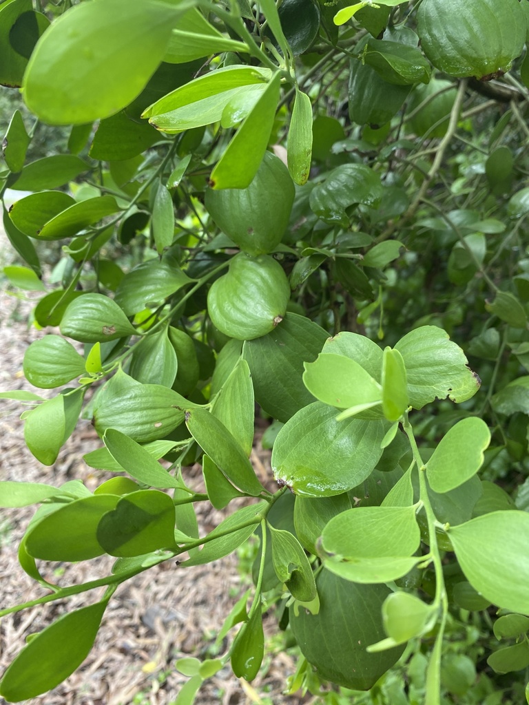Broad Leaved Native Cherry from Wyndham Park, Boyne Island, QLD, AU on ...