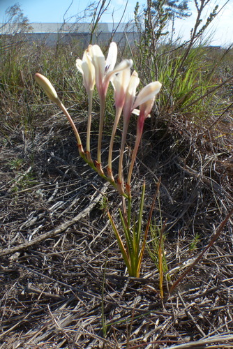 Subspecies Tritonia cooperi cooperi · iNaturalist