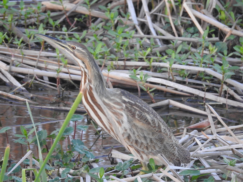 American Bittern from Matagorda County, TX, USA on March 17, 2021 at 05 ...