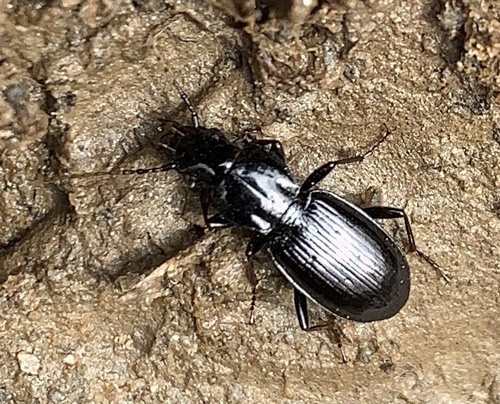 Pterostichus lubricus · iNaturalist United Kingdom