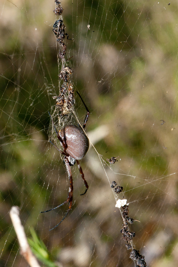 Australian Golden Orbweaver from Rottnest Island WA 6161, Australia on ...
