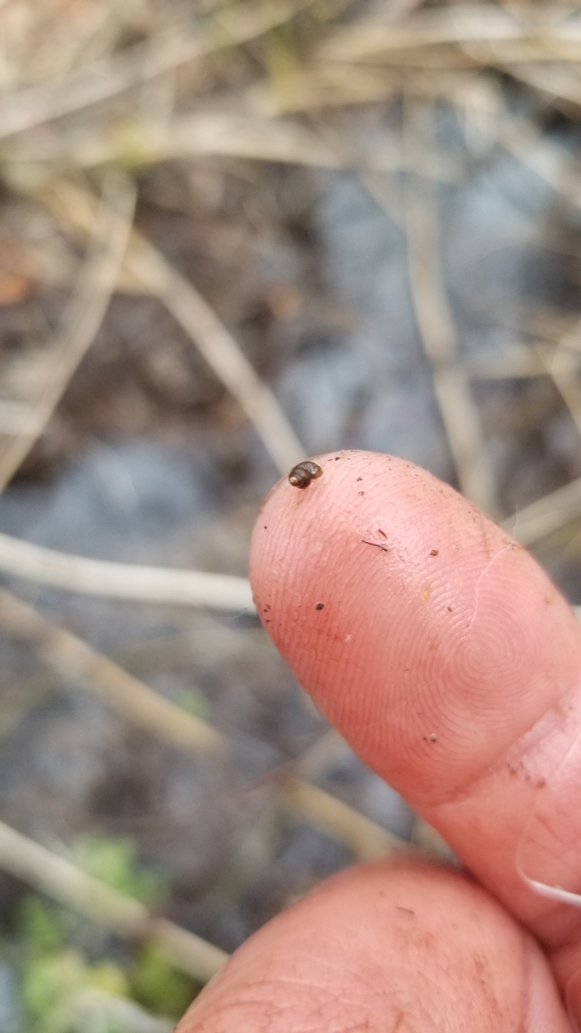 Pyrgulopsis Call & Pilsbry, 1886