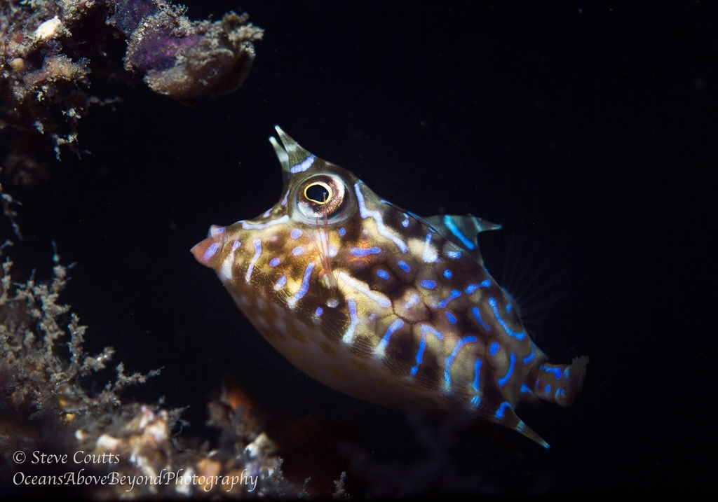 (Lactoria) - Marine Life Identification