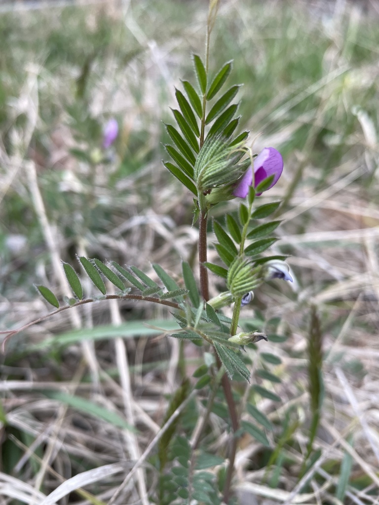 Common Vetch from The University of North Carolina at Chapel Hill ...
