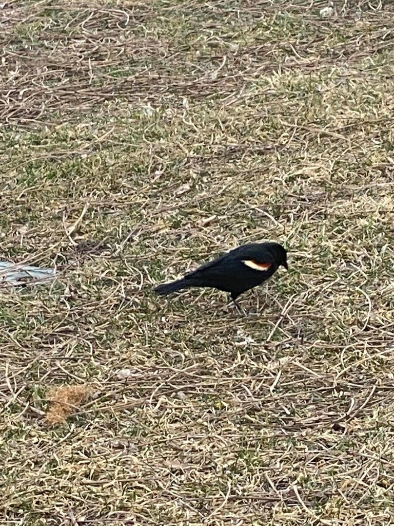 Red-winged Blackbird from Toronto, ON M8V, Canada on March 23, 2021 at ...