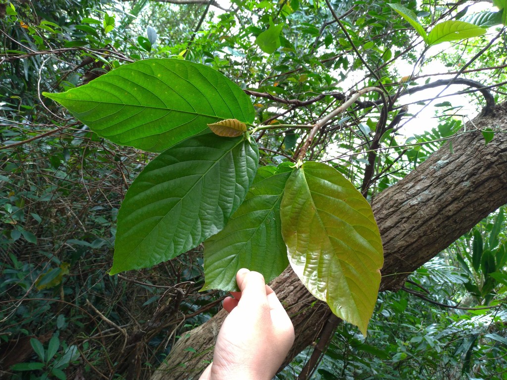 Milk Tree from 台灣宜蘭縣 on April 12, 2020 at 12:10 PM by 眼子菜 · iNaturalist