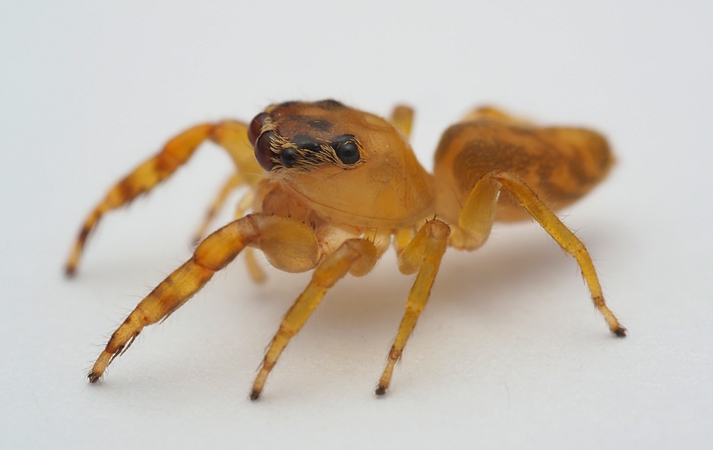 Jumping Spiders from Kaeo, New Zealand on March 13, 2021 at 09:51 PM by ...