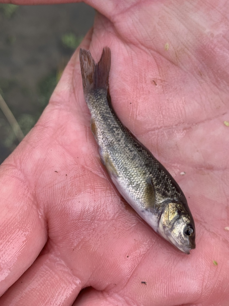 Fish Lake Valley Tui Chub in March 2021 by Corey Lange · iNaturalist