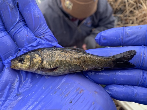 Fish Lake Valley Tui Chub (Subspecies Siphateles bicolor 4) · iNaturalist