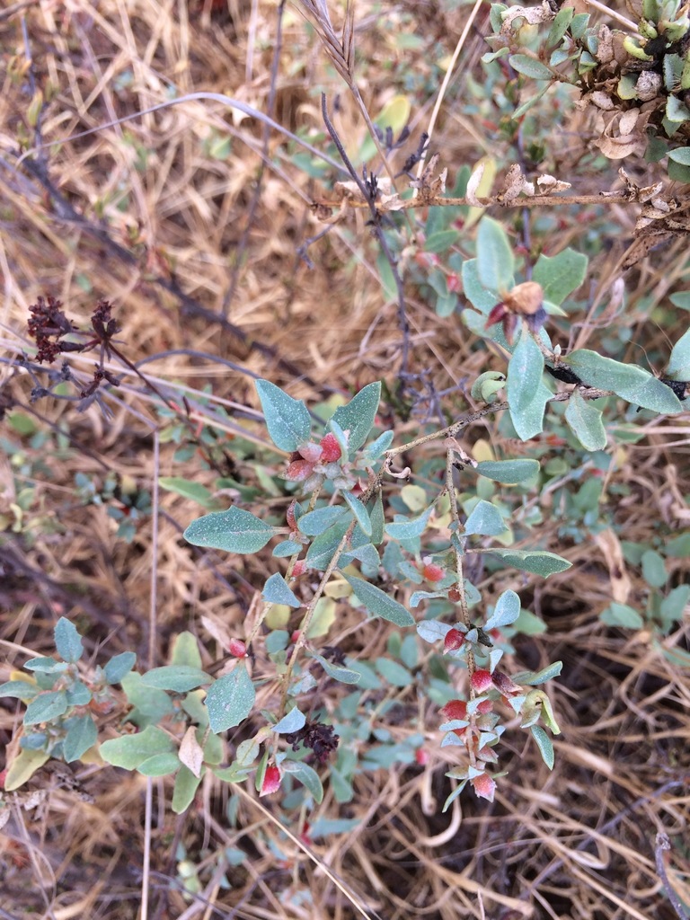berry saltbush (Atriplex semibaccata) - Botanical Realm