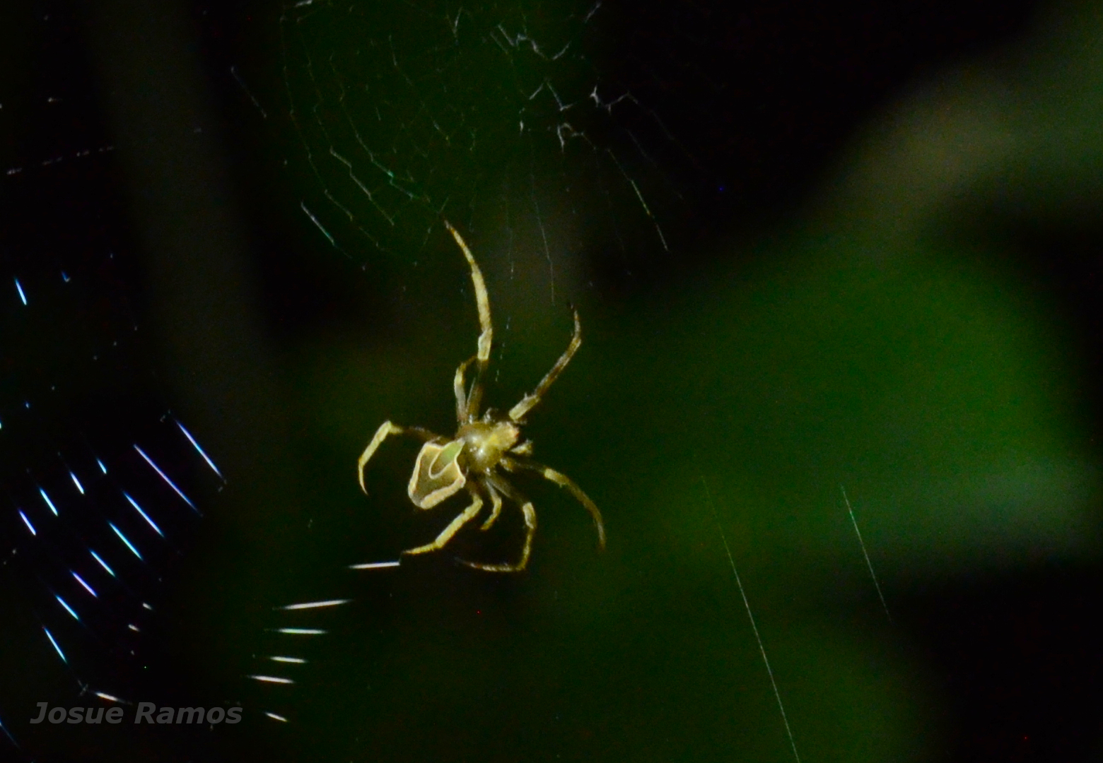 Acacesia tenella (L.Koch, 1871)