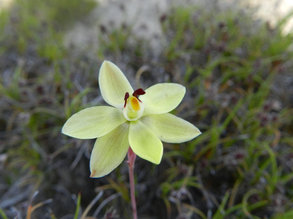 lemon-scented sun orchid from Condingup WA 6450, Australia on September ...