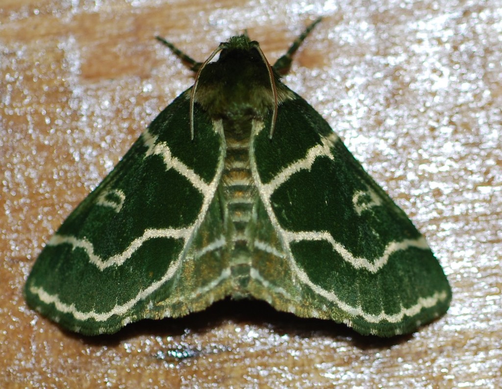 Pyralid Snout Moths from Restrepo, Valle del Cauca, Colombia on March ...