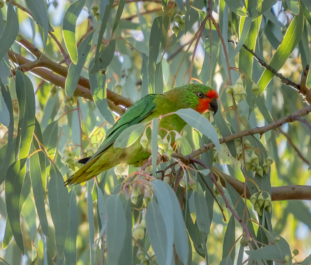 Little Lorikeet (Parvipsitta pusilla) - Avian Discovery
