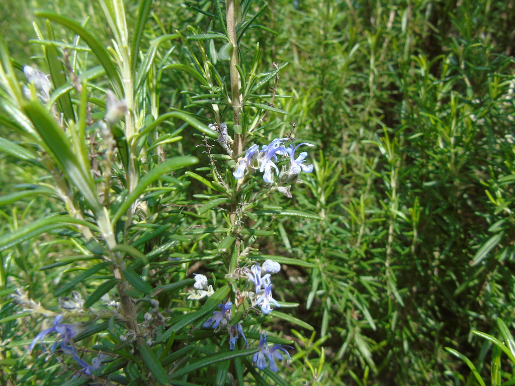 Rosemary from Επτάνησα, Ελλάδα on March 19, 2021 at 12:52 PM by ...