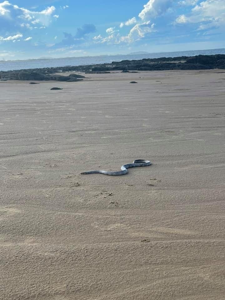 Reef Shallows Sea Snake from Coral Sea, QLD, AU on March 24, 2021 at 04 ...