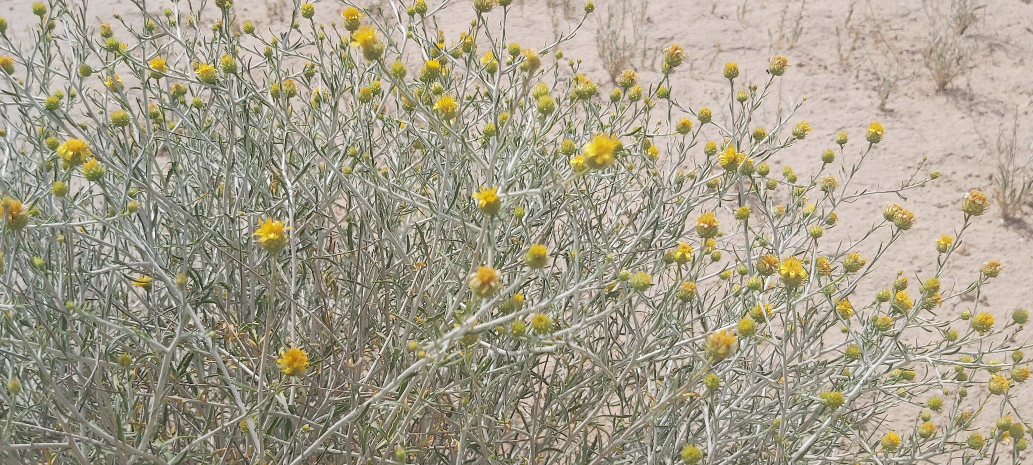 Rhanterium epapposum Oliv.