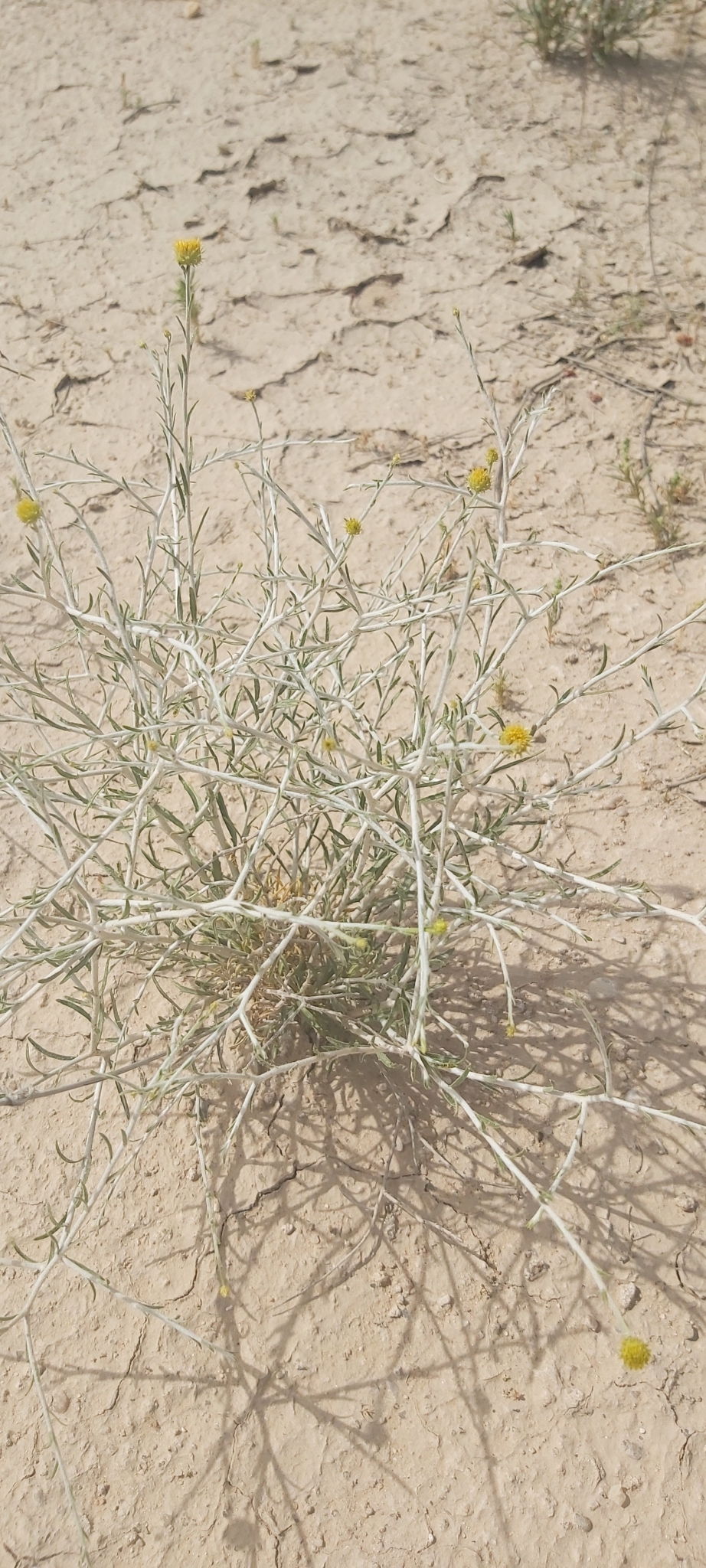 Rhanterium epapposum Oliv.