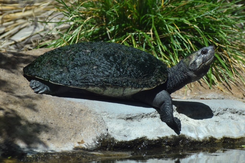 Madagascar Big-headed Turtle (Sacramento Zoo Species) · iNaturalist