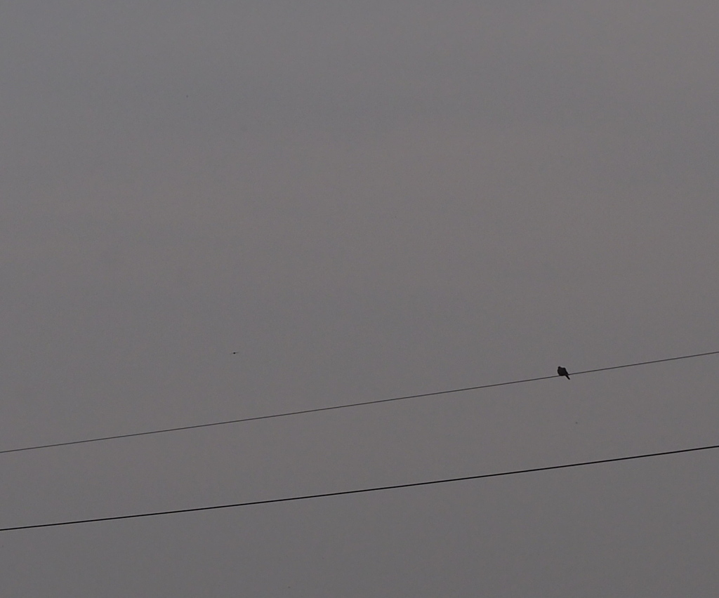 Spotted Dove from Yulin, Taiwan, Taiwan on March 23, 2021 at 04:23 PM ...