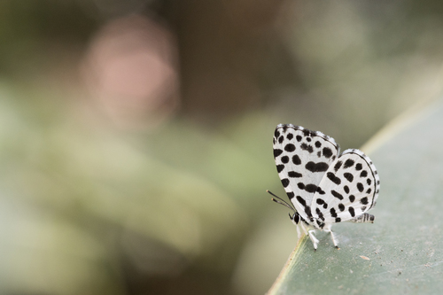 Subespecie Taraka hamada thalaba · NaturaLista Colombia
