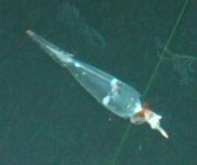 Taoniine Squids from Union Seamount on July 21, 2017 at 12:00 AM by ...