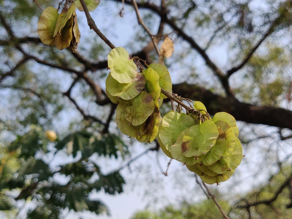 Indian elm from Gollapalle, Andhra Pradesh, India on March 20, 2021 at ...