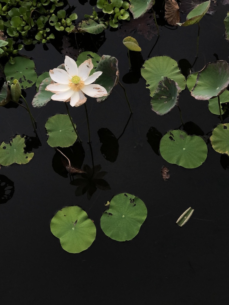 Sacred Lotus from Luzon Island, Laoag City, Ilocos Norte, PH on March ...