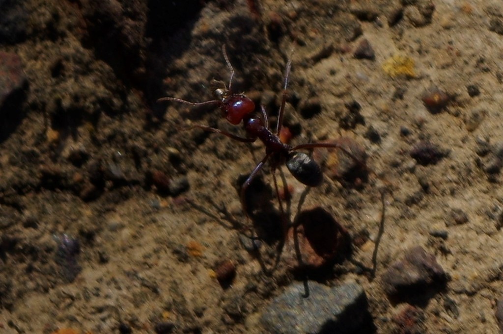 Southern Meat Ant from Mangalore VIC 3663, Australia on March 10, 2021 ...