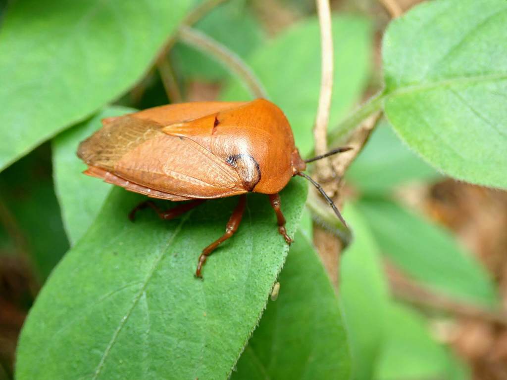 Lychee Stink Bug from 香港屯門 on March 23, 2021 at 01:17 PM by Kit Law ...