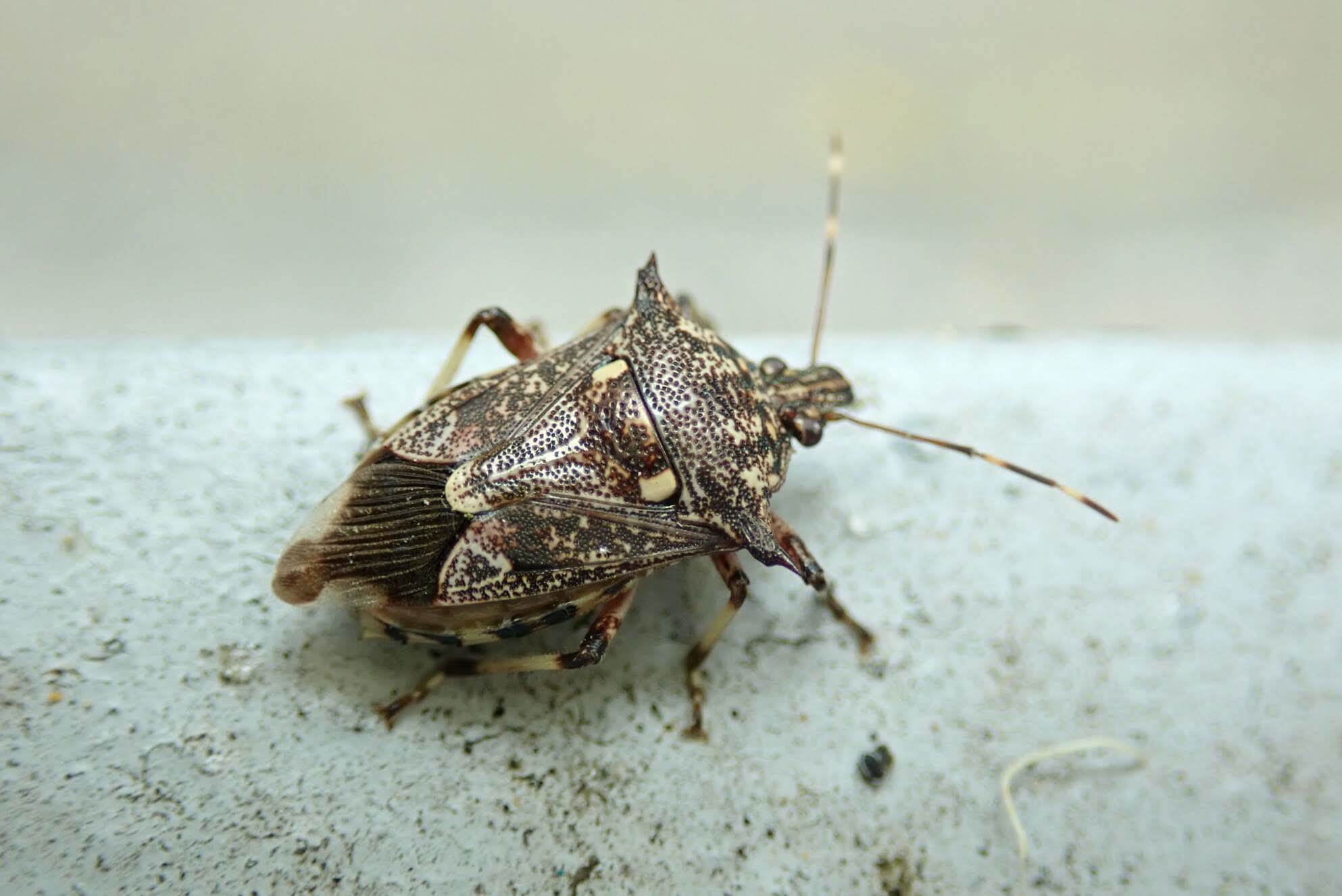 Eocanthecona furcellata (Wolff, 1811)