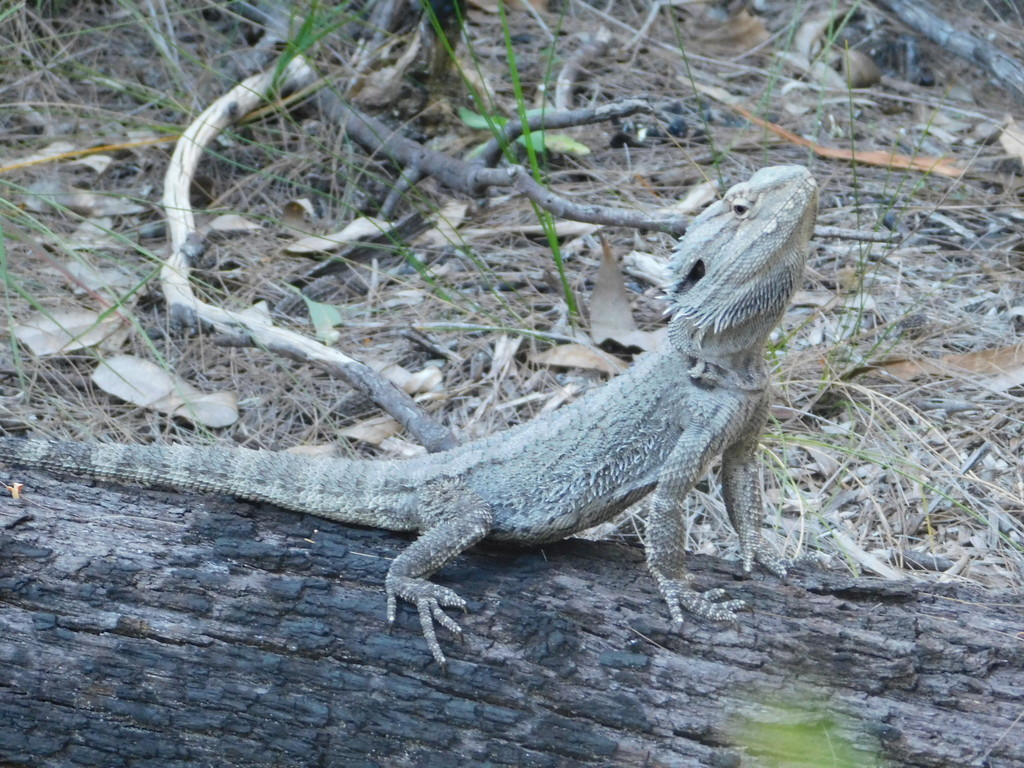 Eastern Bearded Dragon from Brisbane QLD, Australia on July 28, 2018 at ...