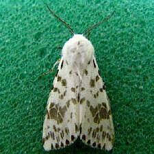 Fall Webworm Moth (Wildlife of Jackson Lake State Park) · iNaturalist