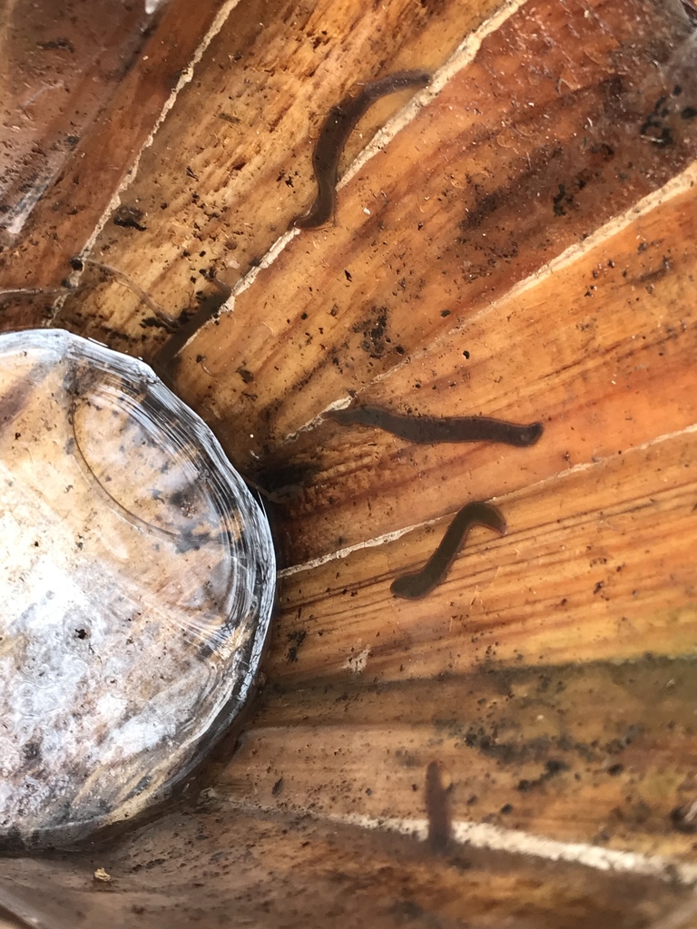 Segmented Worms from Cora Kelly Elementary School, Alexandria, VA, US ...