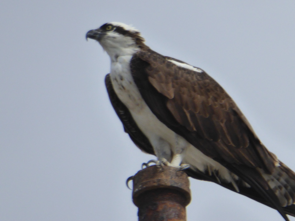 North American Osprey (Common birds of the Maine Coast) · iNaturalist