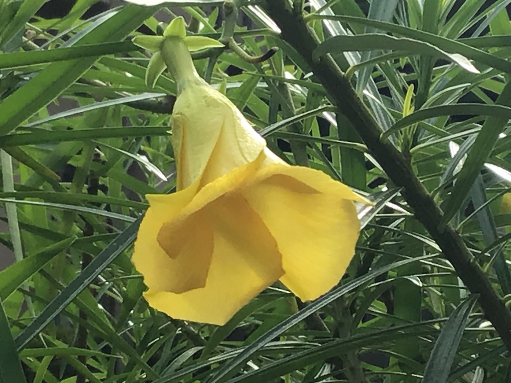 Be-still tree in March 2021 by Natalie Lai · iNaturalist