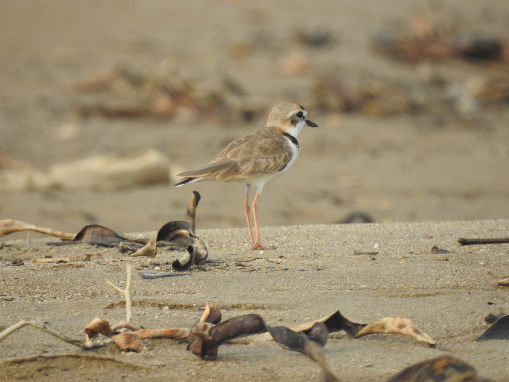 Collared Plover from Puerto Triunfo, Antioquia, Colombia on March 21 ...