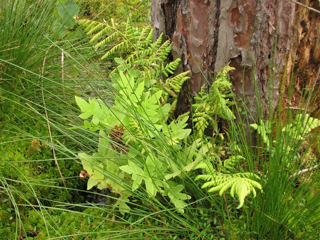 European royal fern from Clarepool Moss on August 8, 2008 at 05:51 PM ...