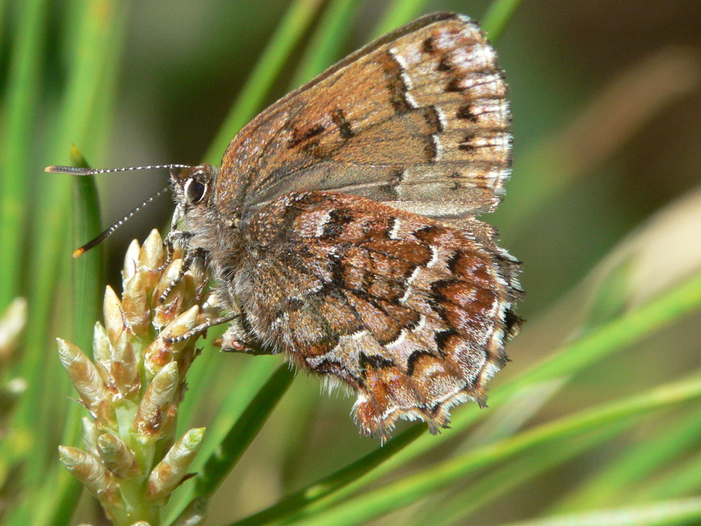 Eastern Pine Elfin (Elfins of Martha's Vineyard) · BioDiversity4All