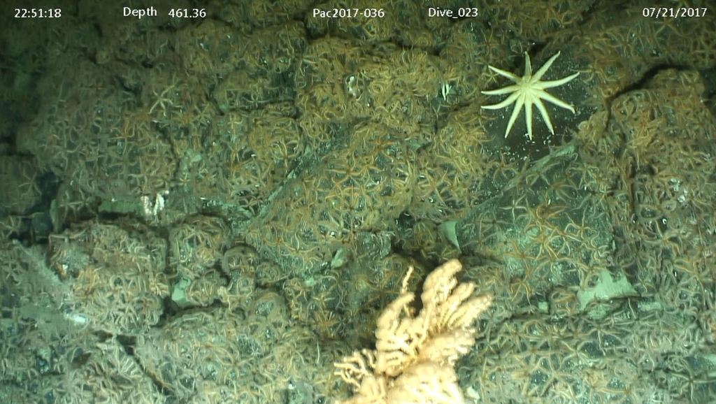 Sun Star (OTU EA08) (!!Phasing out!!... Marine Life of the Northeast ...