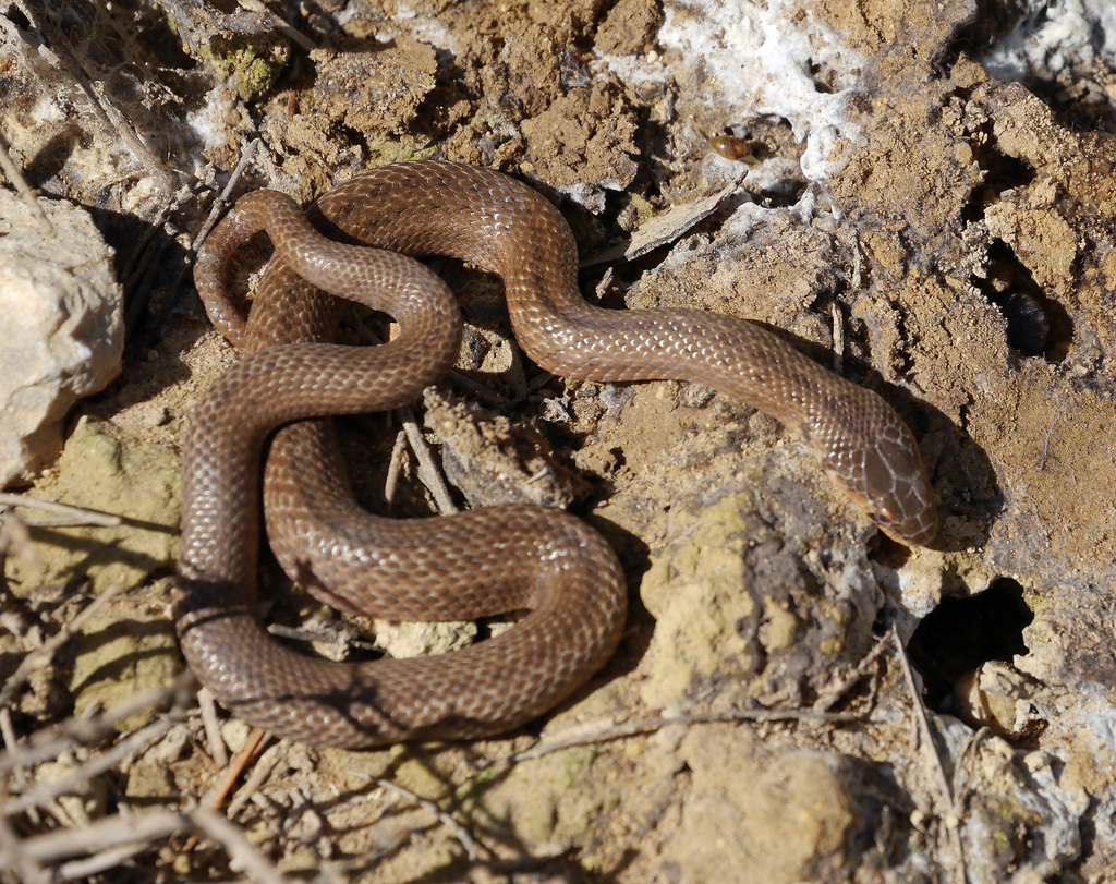 False Smooth Snake from Establiments, Palma, Islas Baleares, España on ...