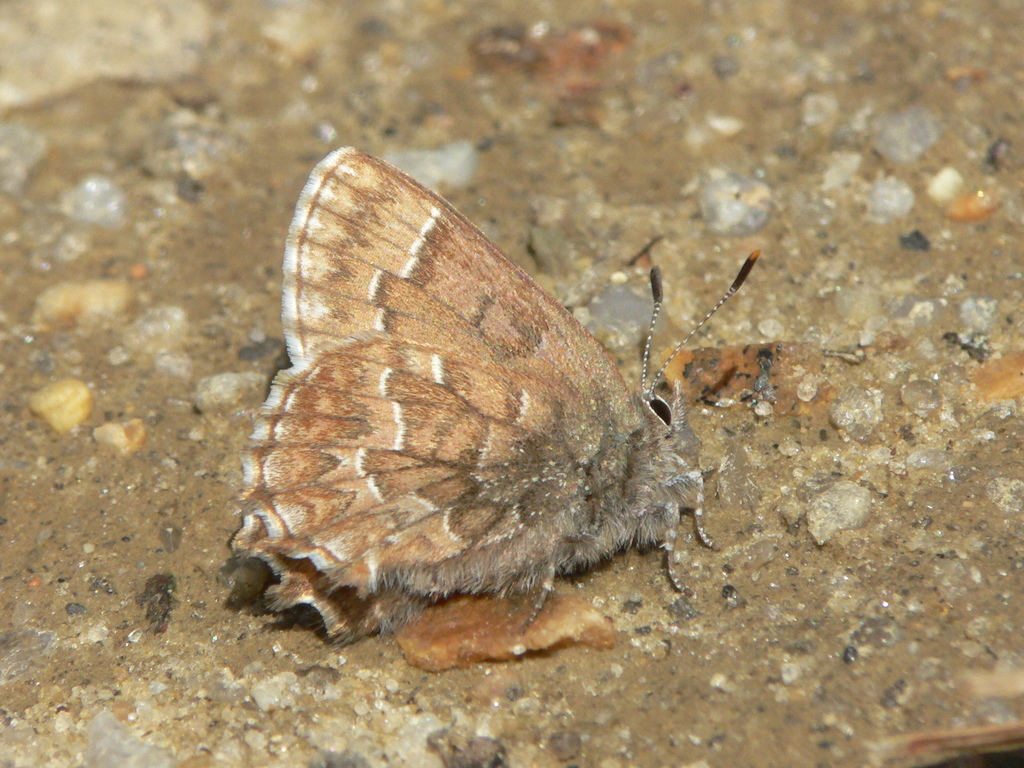 Eastern Pine Elfin (Elfins of Martha's Vineyard) · iNaturalist