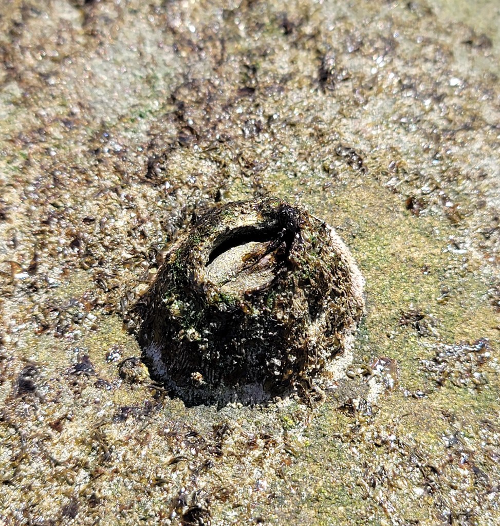 Barnacles from Los Angeles, California, United States on March 22, 2021 ...