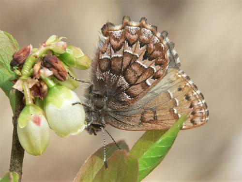 Eastern Pine Elfin (Elfins of Martha's Vineyard) · BioDiversity4All