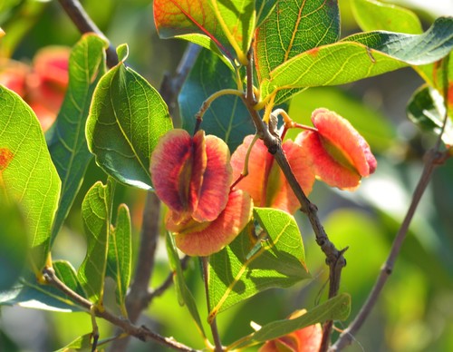red bushwillow (Flora of Lapalala Wilderness) · iNaturalist
