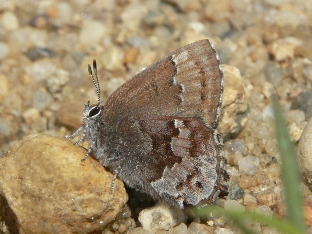 Frosted Elfin (Elfins of Martha's Vineyard) · iNaturalist