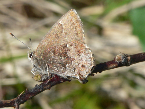 Frosted Elfin (Elfins of Martha's Vineyard) · iNaturalist