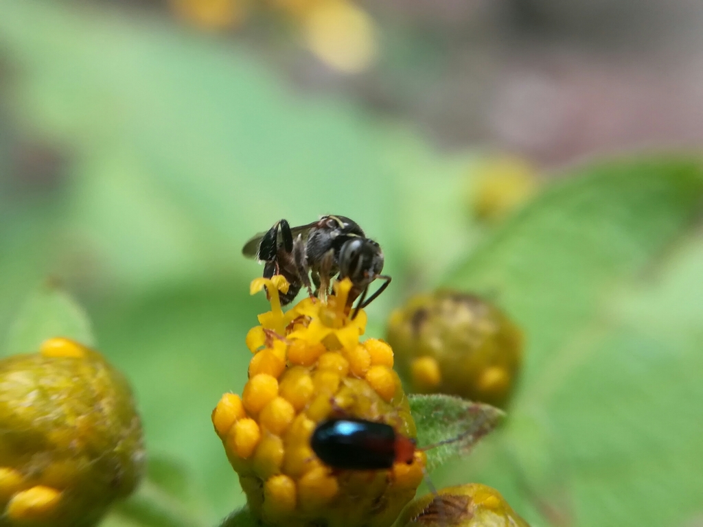 Plebeia frontalis from Guadalupe, MX-NL, MX on October 3, 2017 at 11:32 ...