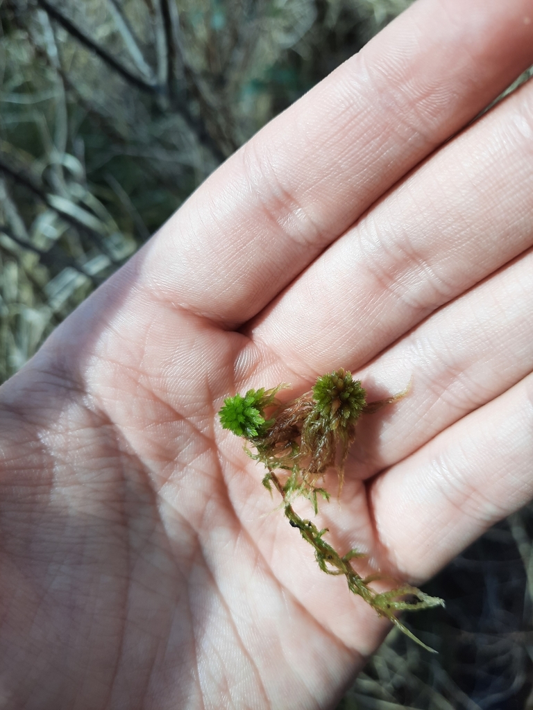 Acutifolia from Bodmin PL31 1BP, UK on March 24, 2021 at 11:58 AM by ...