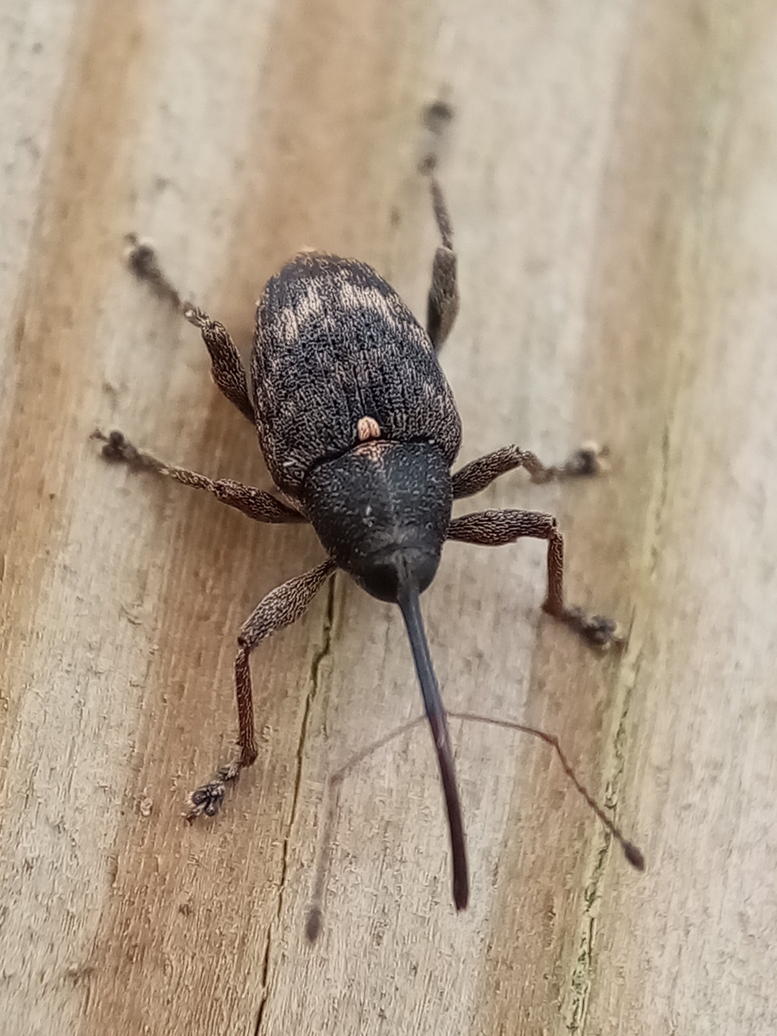 Curculio villosus J.C.Fabricius, 1781